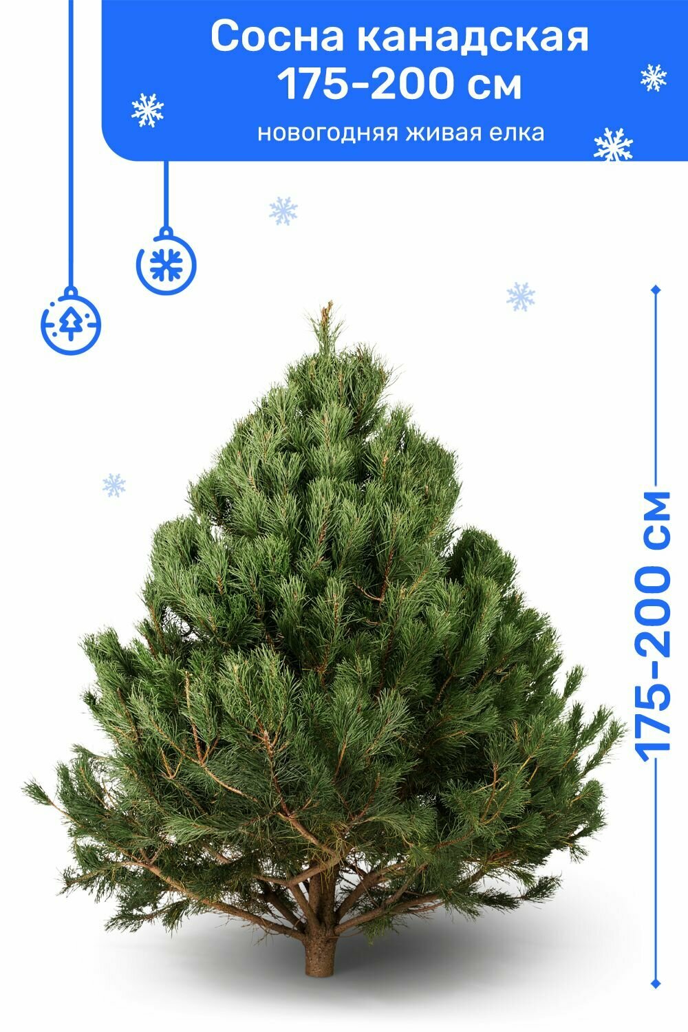 Сосна Канадская, новогодняя живая елка срезанная, 175-200 см