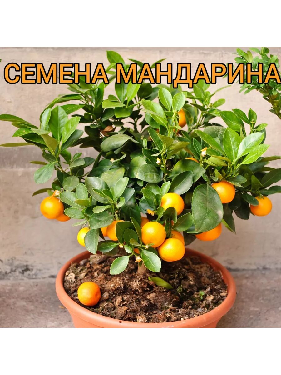 Семена цитрусовых — фото 1