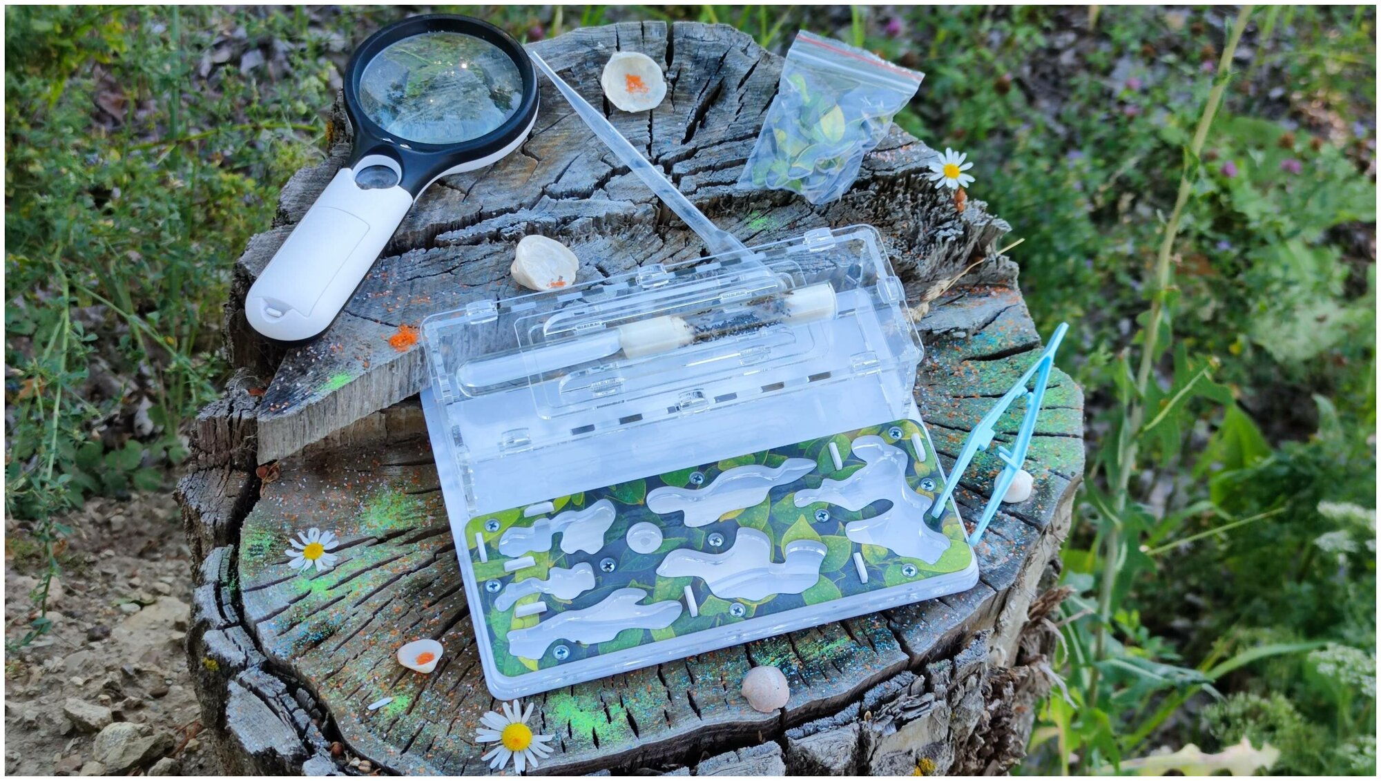 Муравьиная ферма формикарий