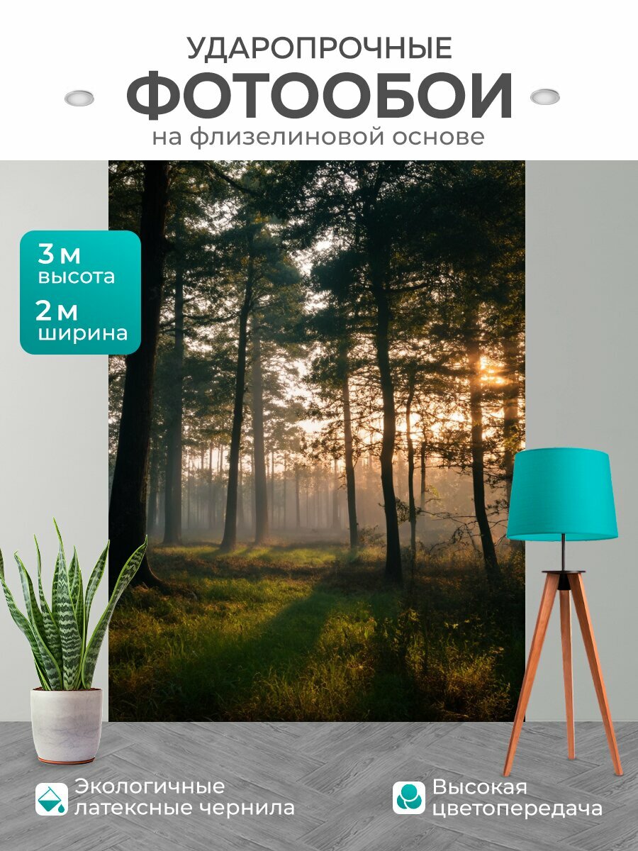 Фотообои моющиеся ударопрочные "Рассвет в летнем лесу, когда первый свет дня пробивается через листву. туманный воздух придаёт особую магию этому" 200x300 см. флизелиновые на стену