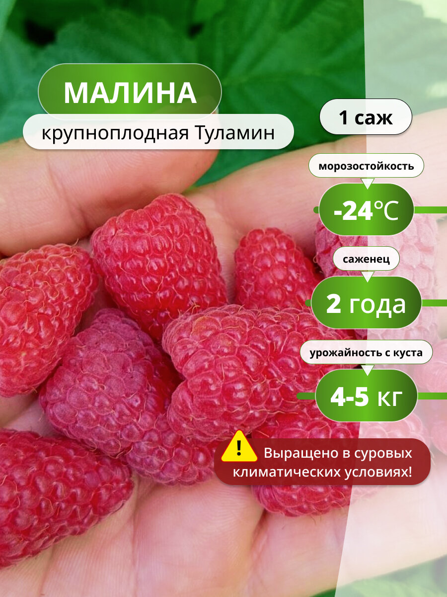 Малина крупноплодная Туламин / 1 шт, саженец малины, среднеспелый сорт