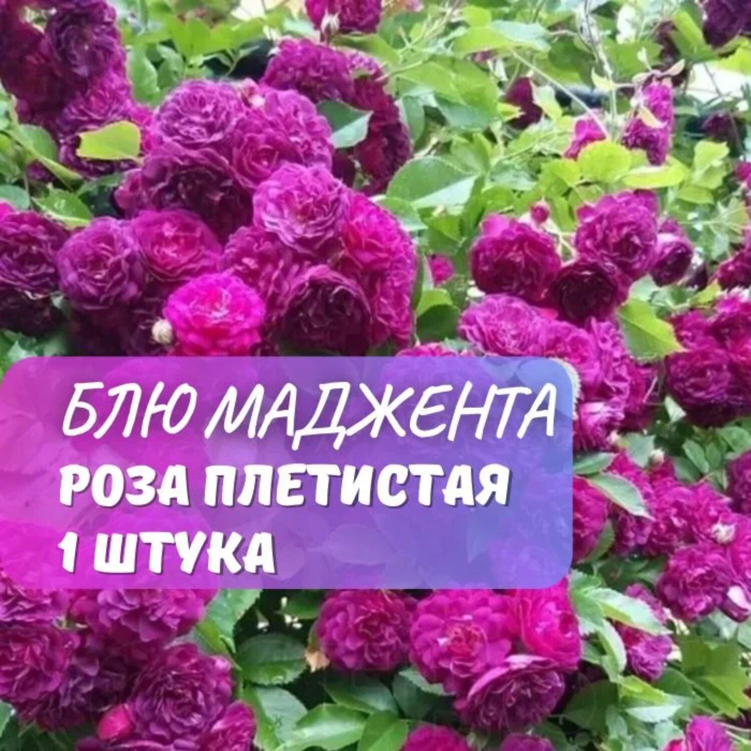 Роза плетистая Блю Маджента , 1 саж . многолетняя , фиолетовая