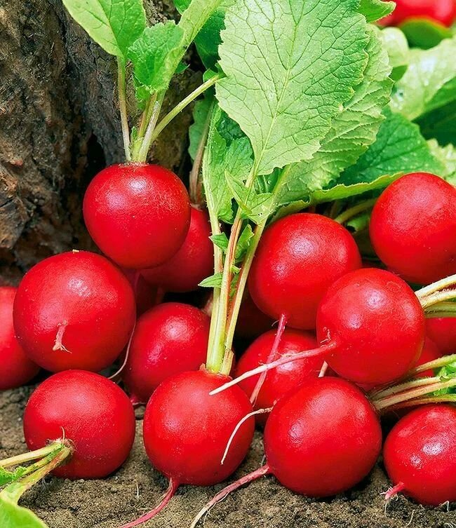 Коллекционные семена редиса Шустёнок F1