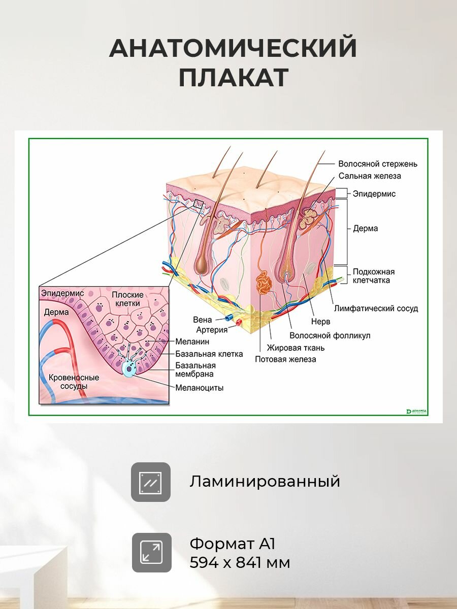 Обучающий медицинский плакат ламинированный формат А1 Строение кожи