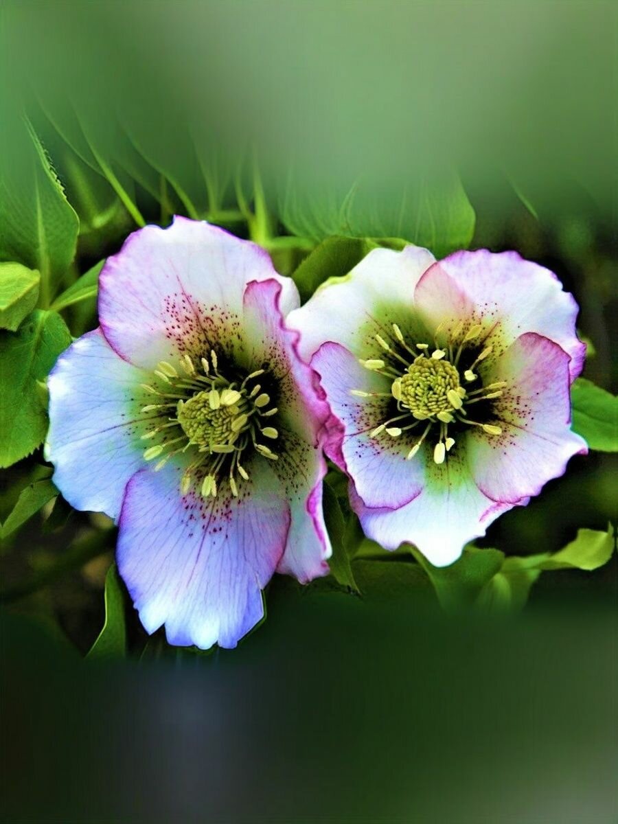 Морозник Winter emotions Anemone Picotee