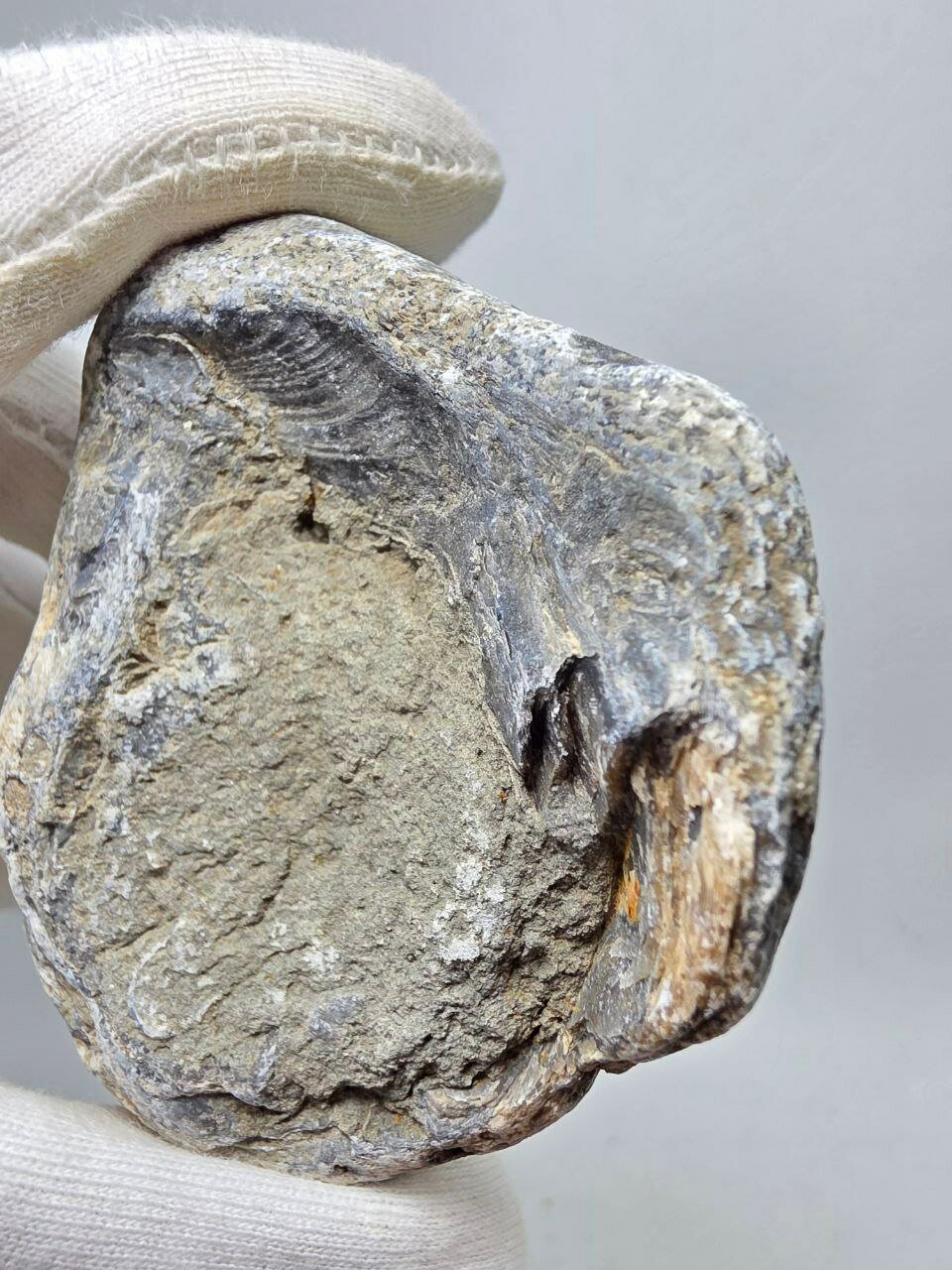 Окаменелая устрица Gryphaea, 72 мм, 184 г.