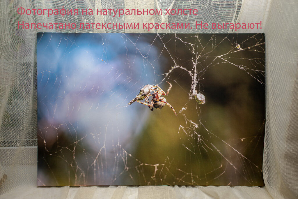 Фотография распечатанная на натуральном холсте 60*40см