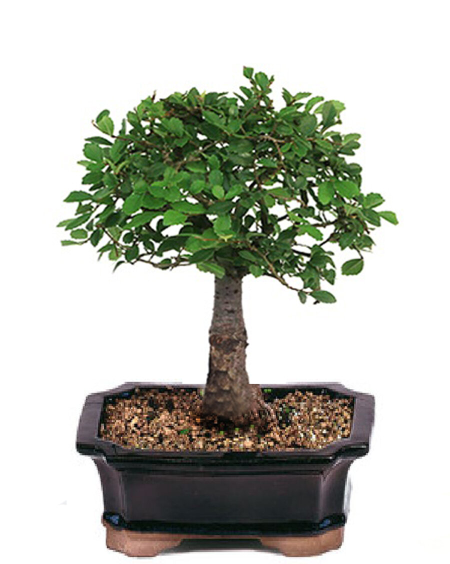 Бонсай Вяз D10 H20