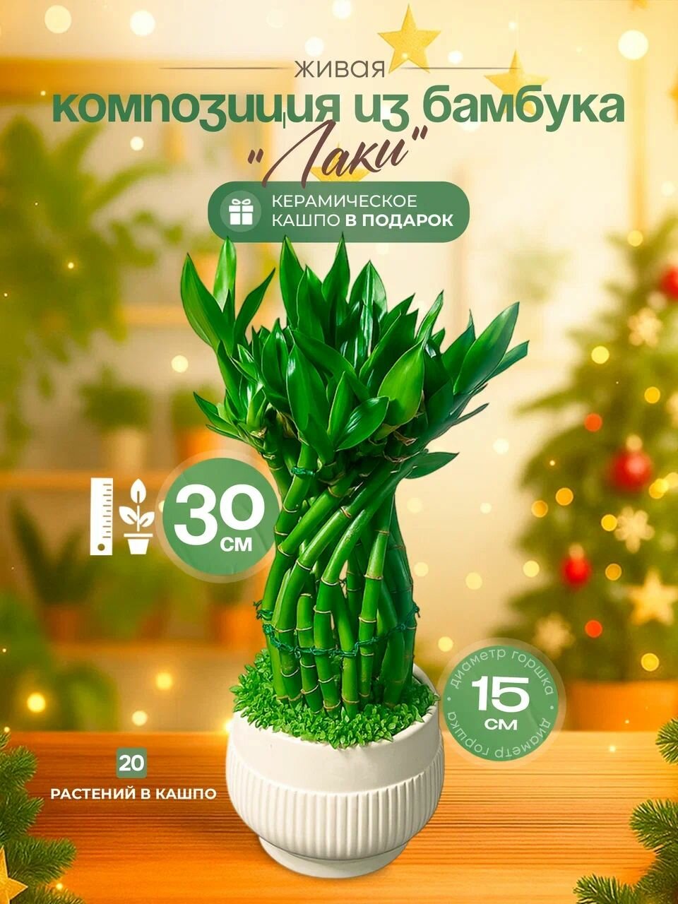 Спиральная композиция из бамбука Лаки в керамическом кашпо 20 растений