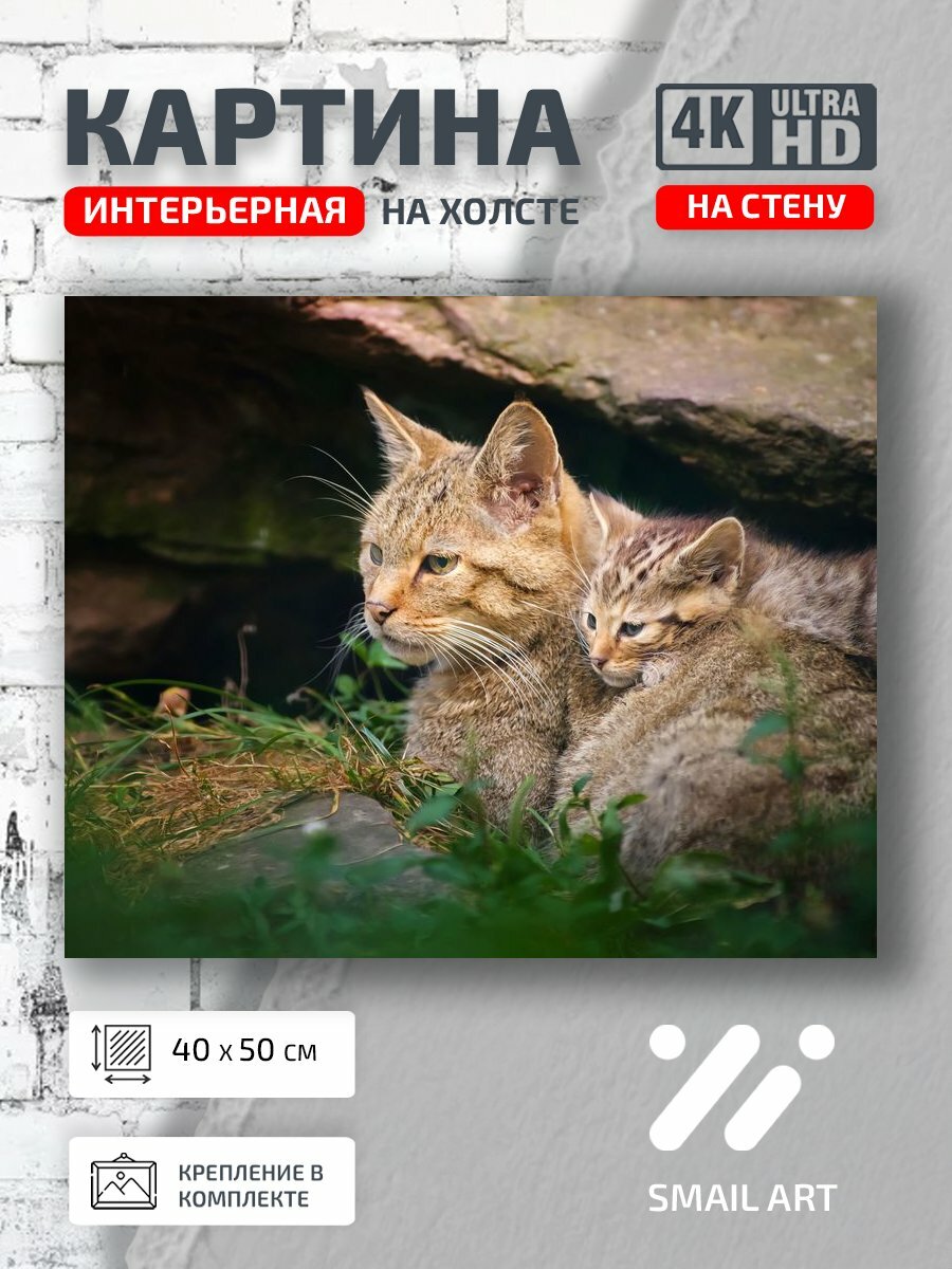 Картина на холсте интерьерная 40 на 50 на стену Котенком Animal для детской animal style