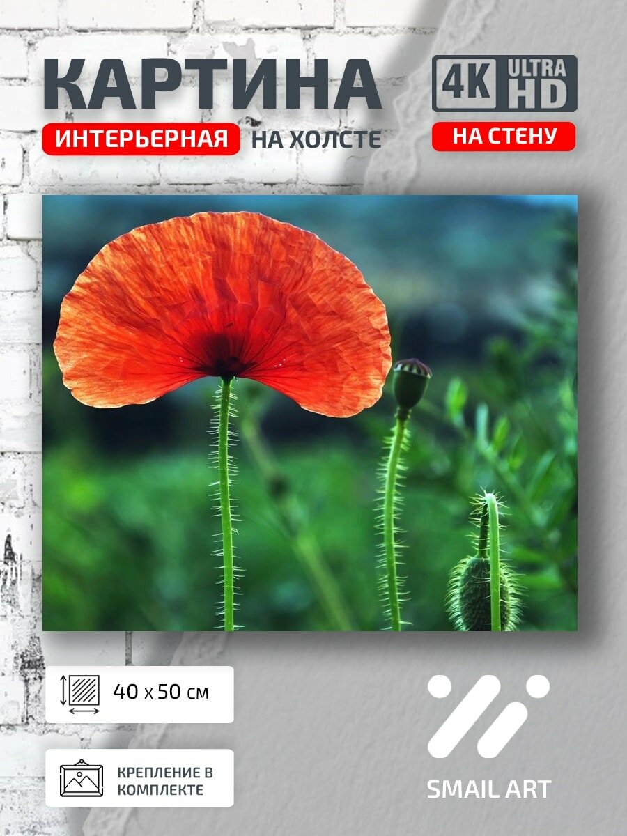 Картина на холсте интерьерная 40 на 50 на стену Необычный мак для кабинета атмосфера