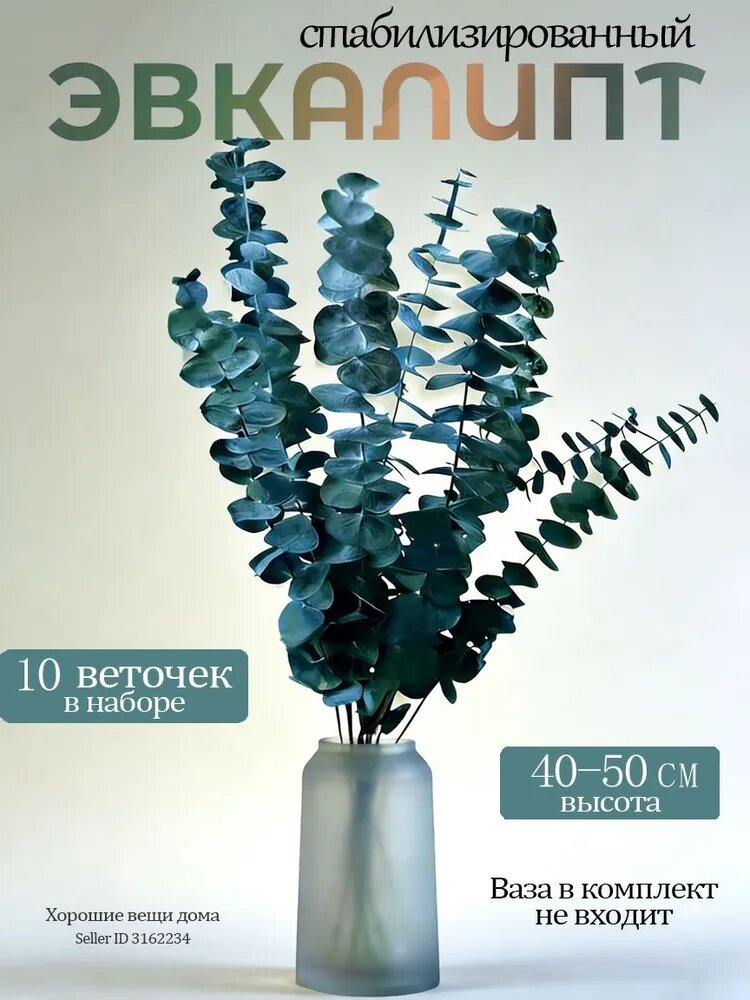 Сухоцветы Эвкалипт, 50 см, 10 шт