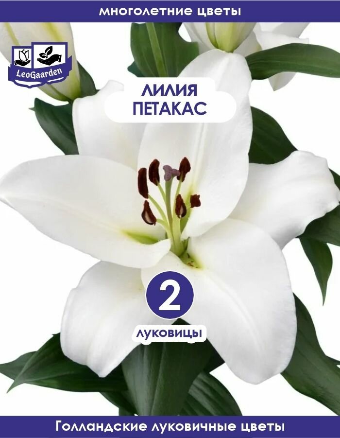 Луковичные цветы лилия, Петакас, 2 шт