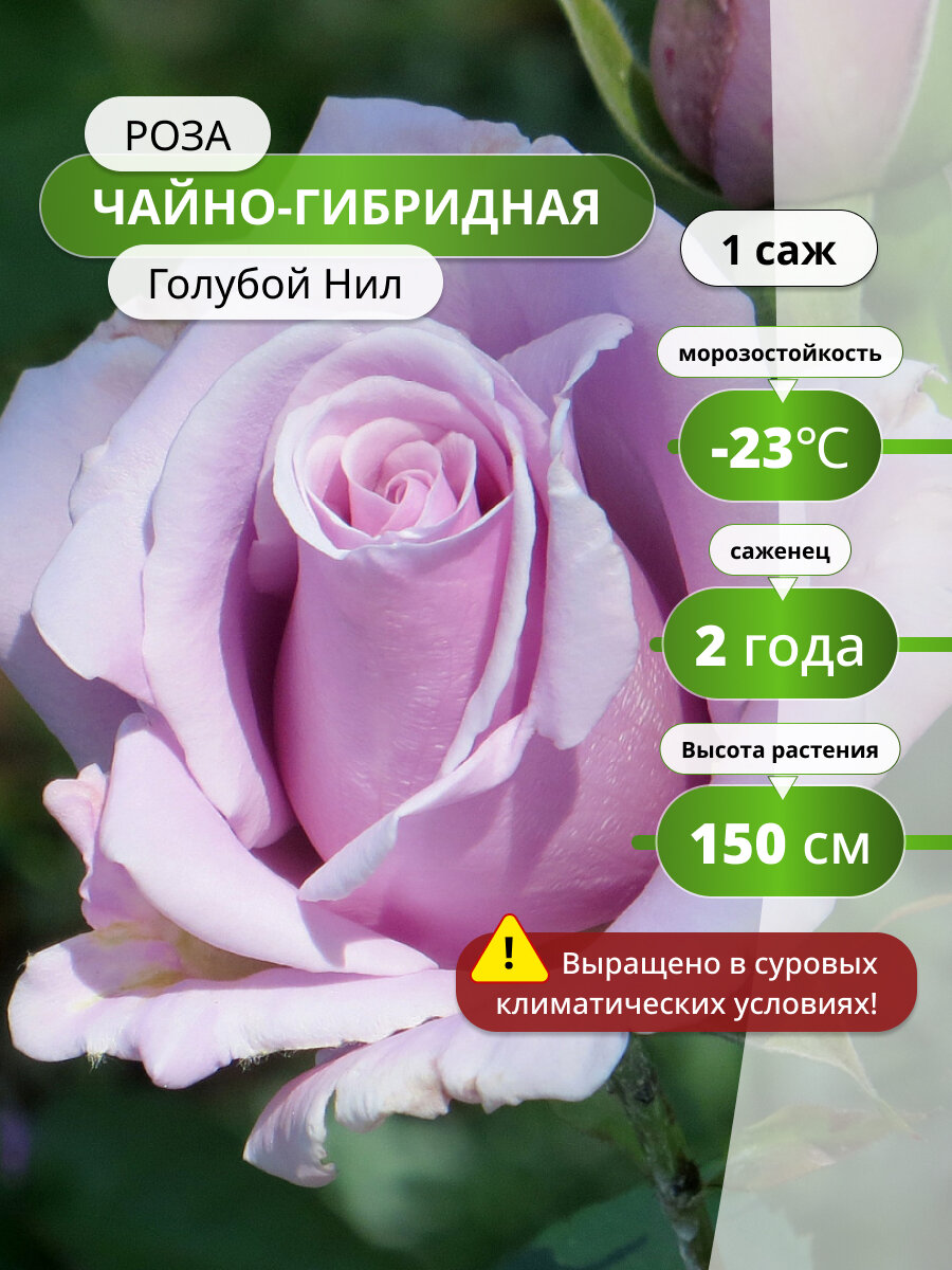 Роза чайно-гибридная Голубой Нил 2 шт, розы, ароматные, многолетник