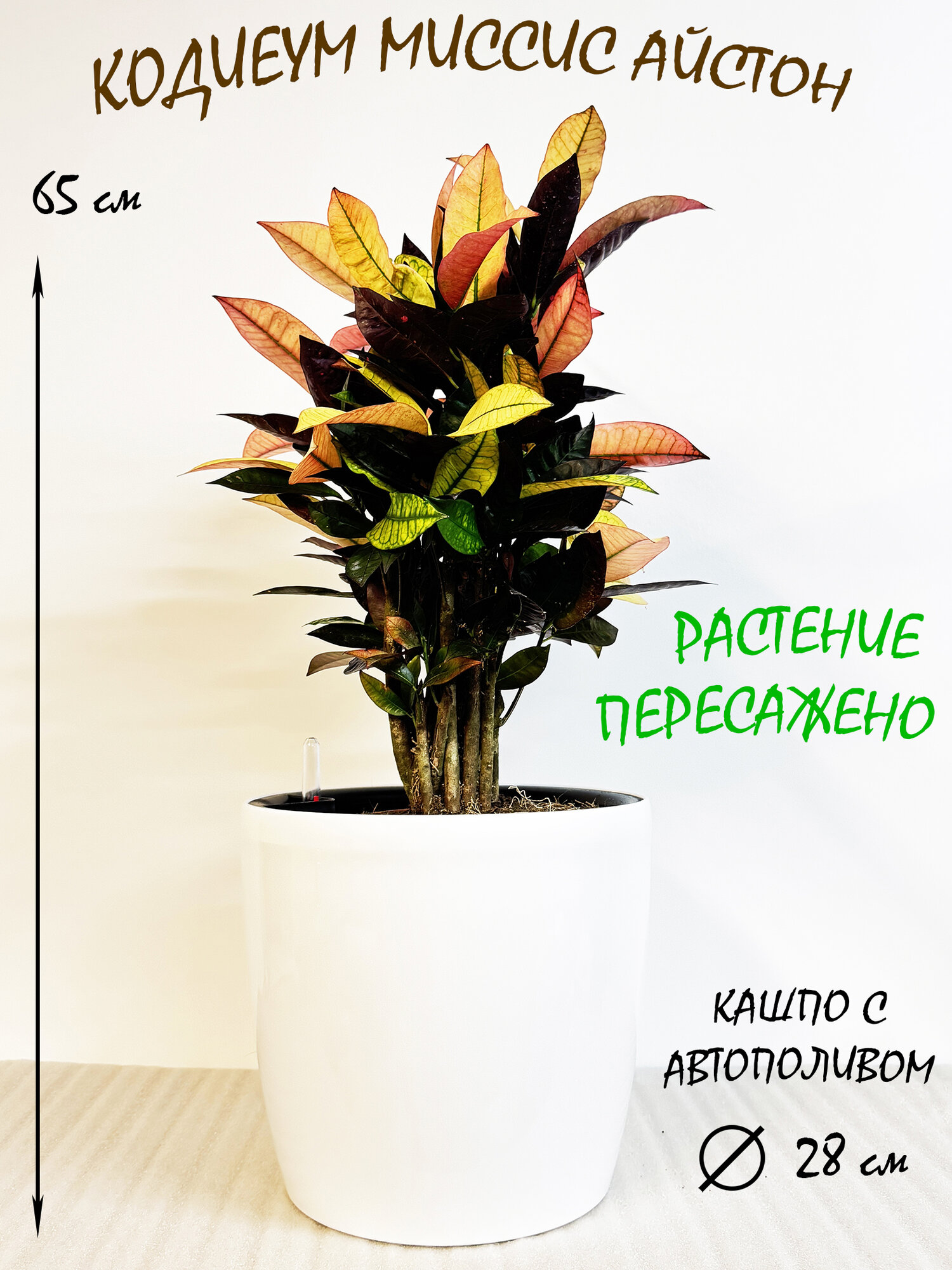 Кодиеум (Кротон) Миссис Айстон в белом кашпо с автополивом, высота 65-70 см