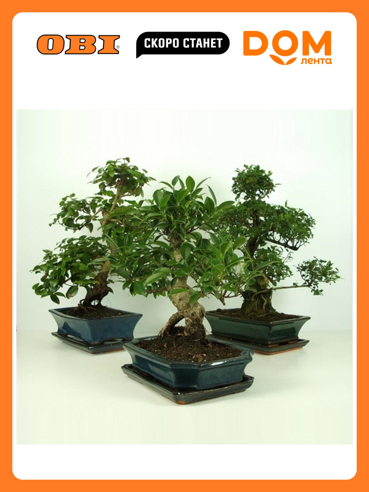 Растение Бонсай "Бонсай микс", D17, H25, декоративно-лиственное, настольное размещение