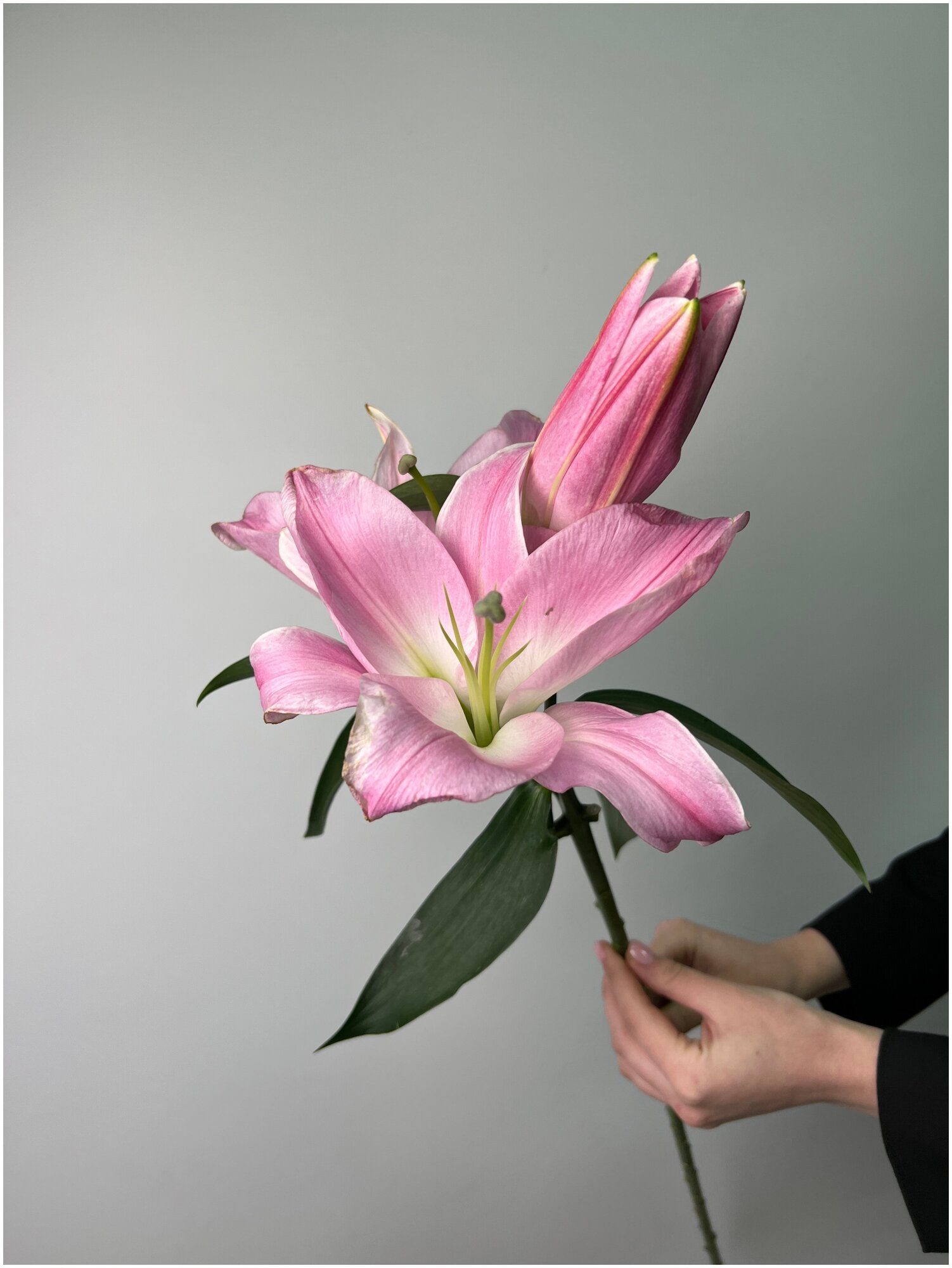 Букет цветов лилия, 1 шт, розовая, высота 70 см