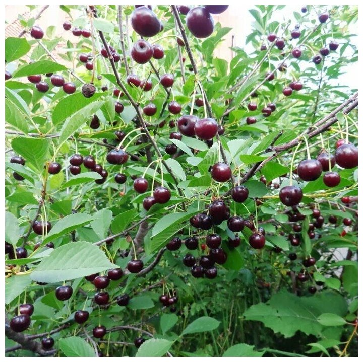 Семена Орешка Вишня шоколадница 10 ШТ