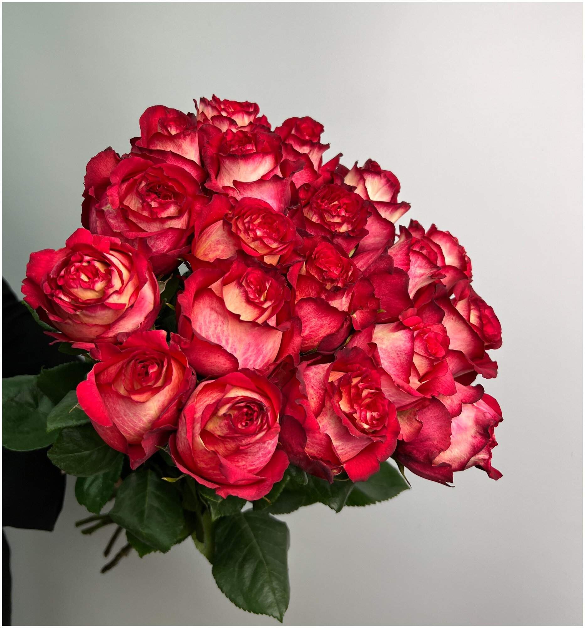 Букет цветов "Игуазу" роза, 19 шт, красно-белые, высота 70 см