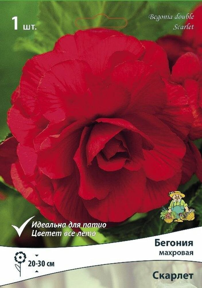 Луковица бегонии скарлет