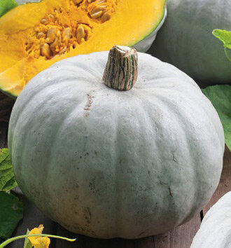 Семена тыквы Арина (до 5 кг) 2 гр.