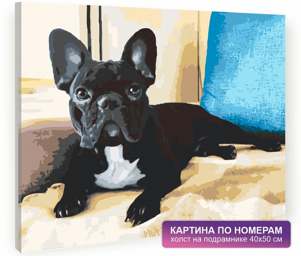 Картина по номерам на холсте с подрамником 40х50 см. Природа, животные, рыбы, птицы. Собаки, щенки. "Французский бульдог", арт. 4874/