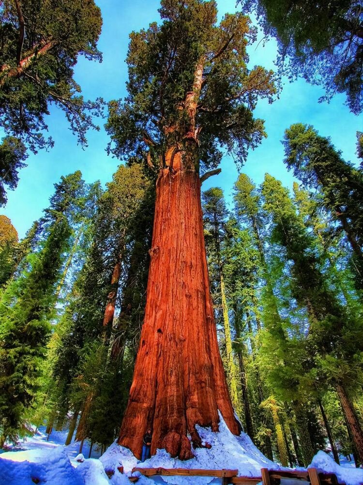 Секвойя вечнозелёная Калифорния, Семена, 20 шт