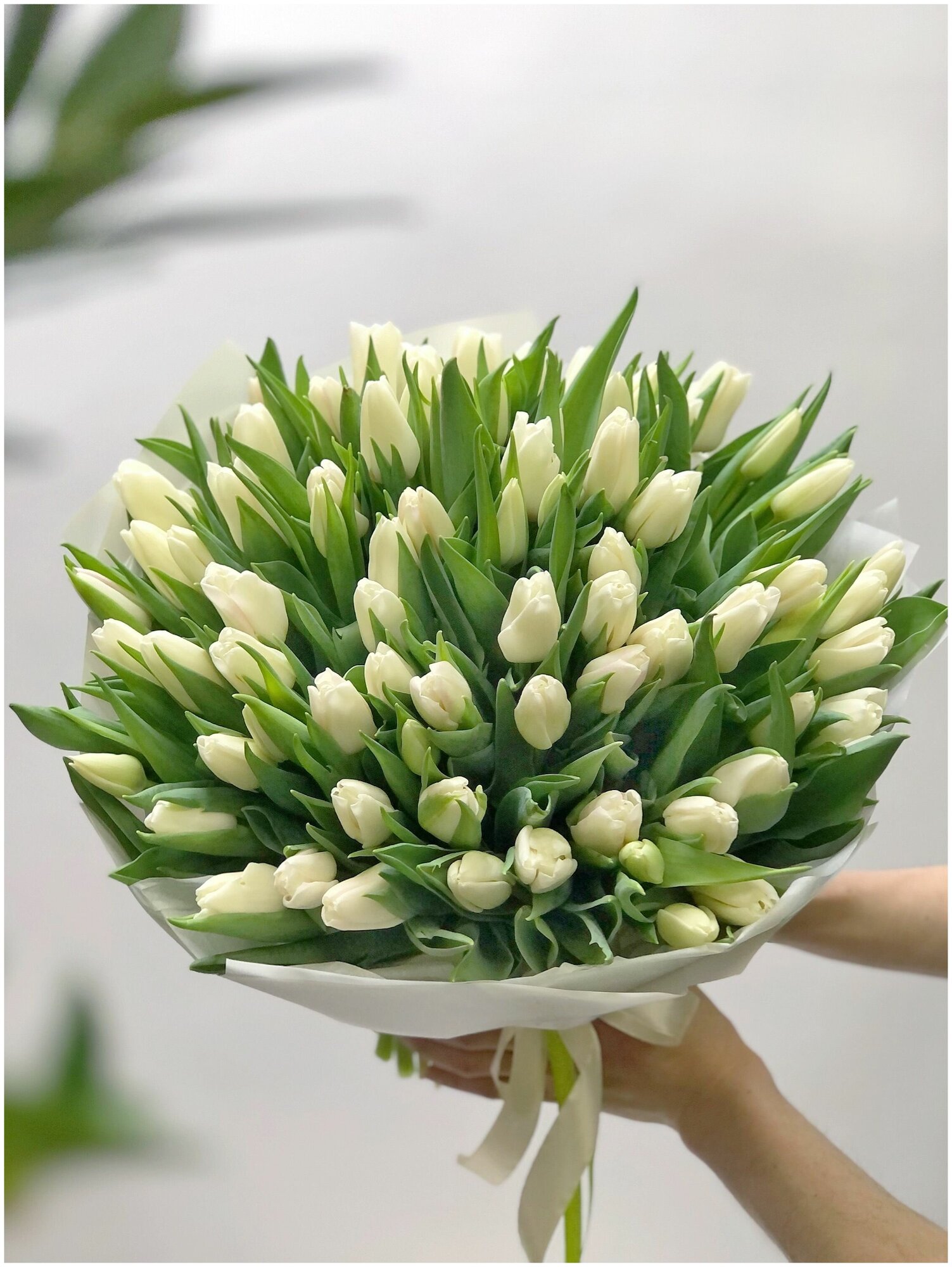 Букет живых цветов , белые тюльпаны. Весенний букет цветов.
