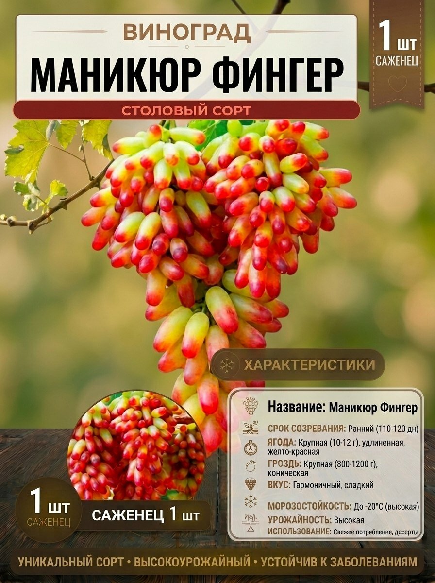 Виноград Маникюр Фингер морозоустойчивый