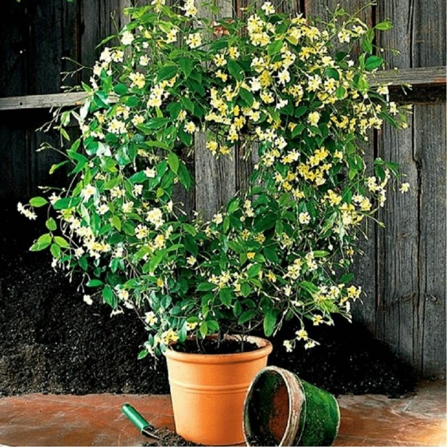 Жасмин желтый, Jasminum Fruticans, семена