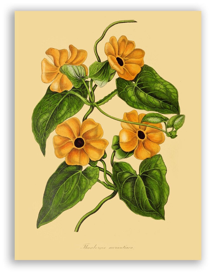 Гравюра Постер на бумаге / Thunbergia Aurantiaca