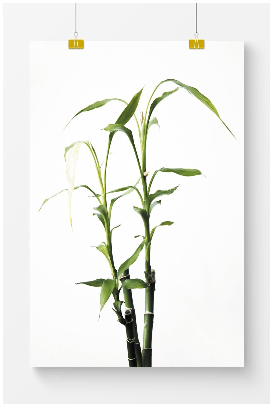 Постер на стену для интерьера Postermarkt Бамбук, размер 40х50 см