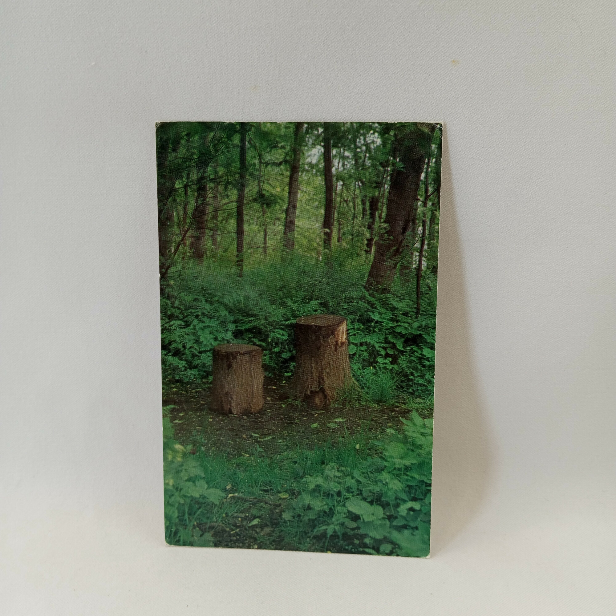 Открытка советская СССР. Разлив, Зеленый кабинет Ленина среди лесной природы. Винтаж