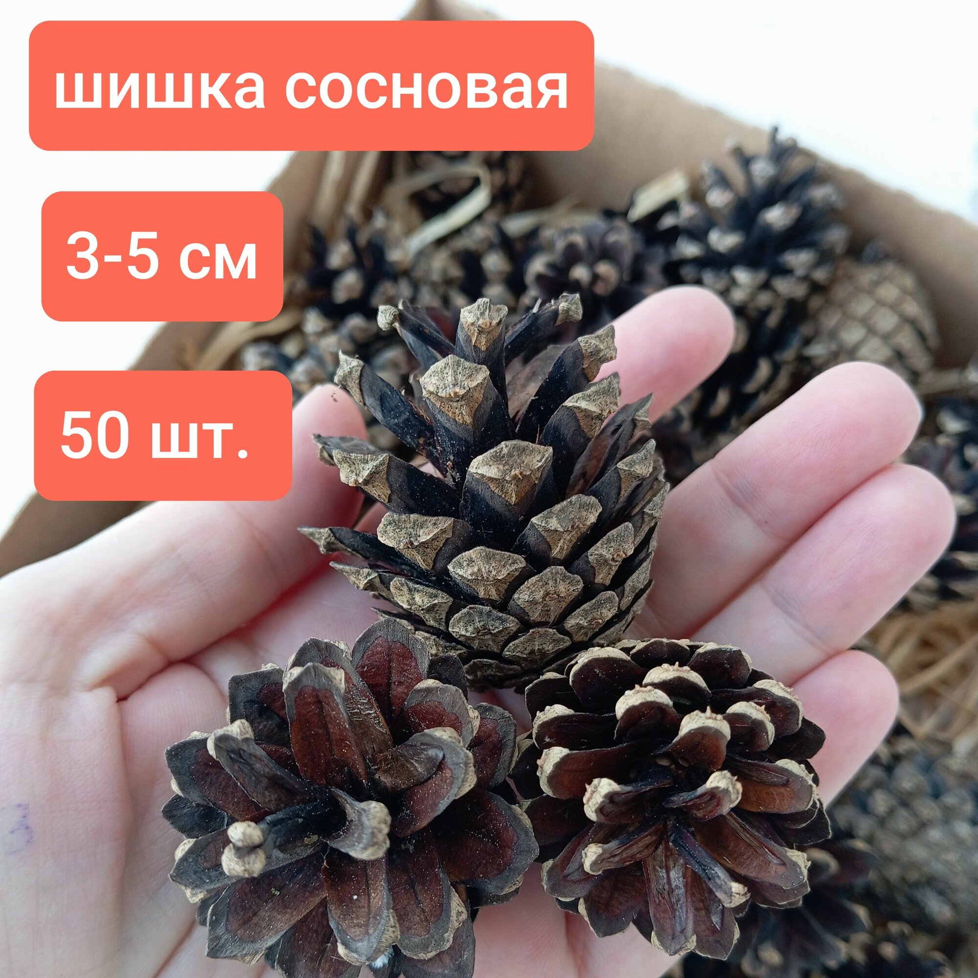 Шишки сосновые для поделок набор 50 шт.