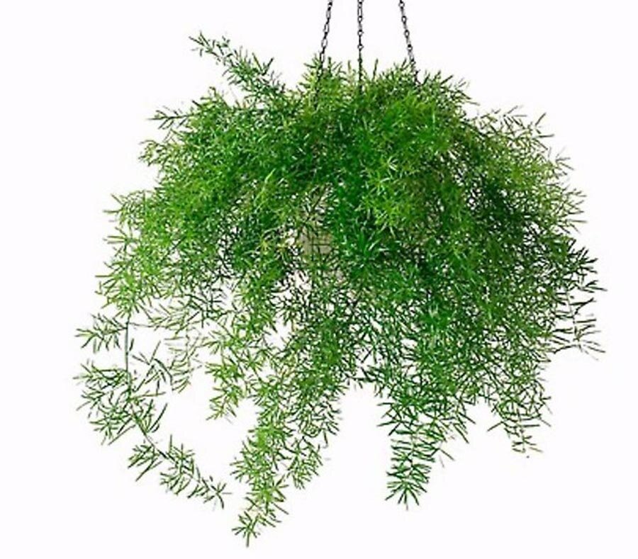 Аспарагус Шпренгера (спаржа) - Asparagus densiflorus 'Sprengeri' HANGPOTS D17 H45