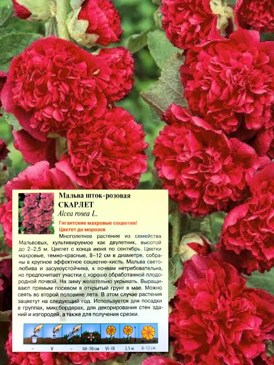 Мальва, шток-роза семена — фото 1