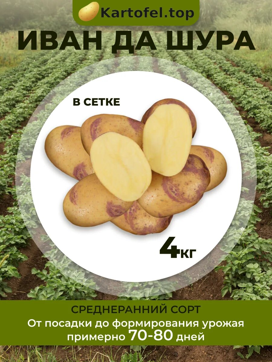 Картофель семенной на посадку Иван да Шура 4 кг