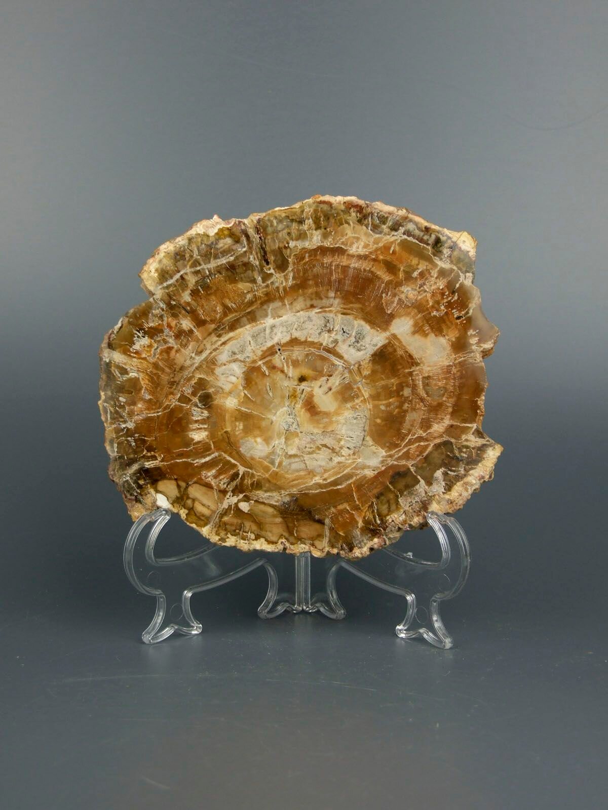 Окаменелое дерево из Мадагаскара 14*12 см 590 грамм