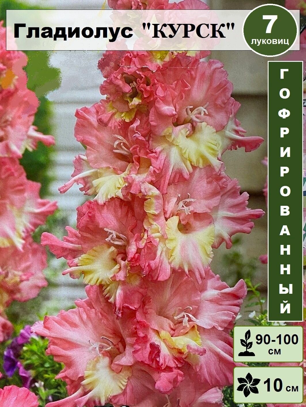 Луковицы Гладиолус Курск гофрированный, в упаковке 7 шт