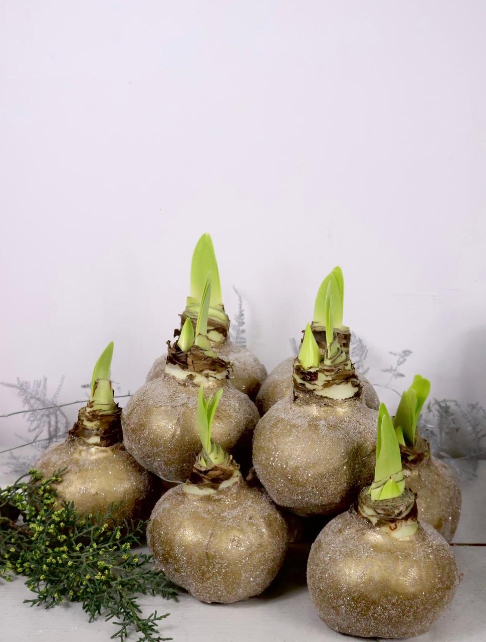 Луковица амариллиса в воске «bronze»