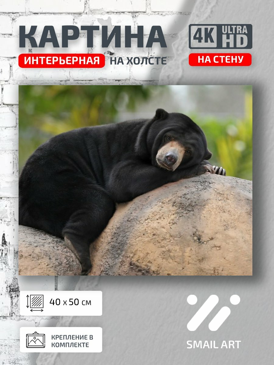 Картина на холсте интерьерная 40 на 50 на стену Медведь Animal для гостиной animal style