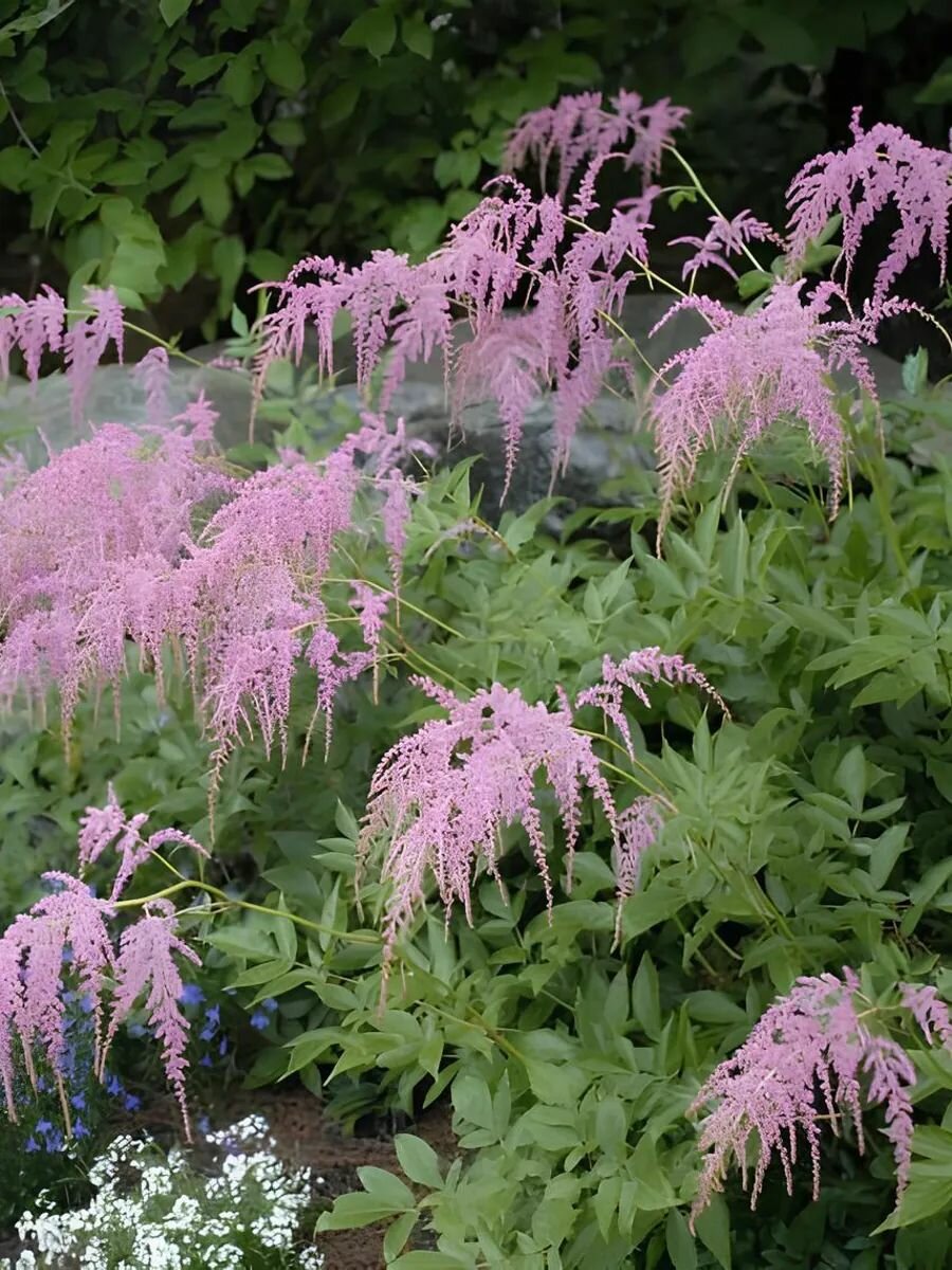 Астильба Тунберга Страуссенфедер