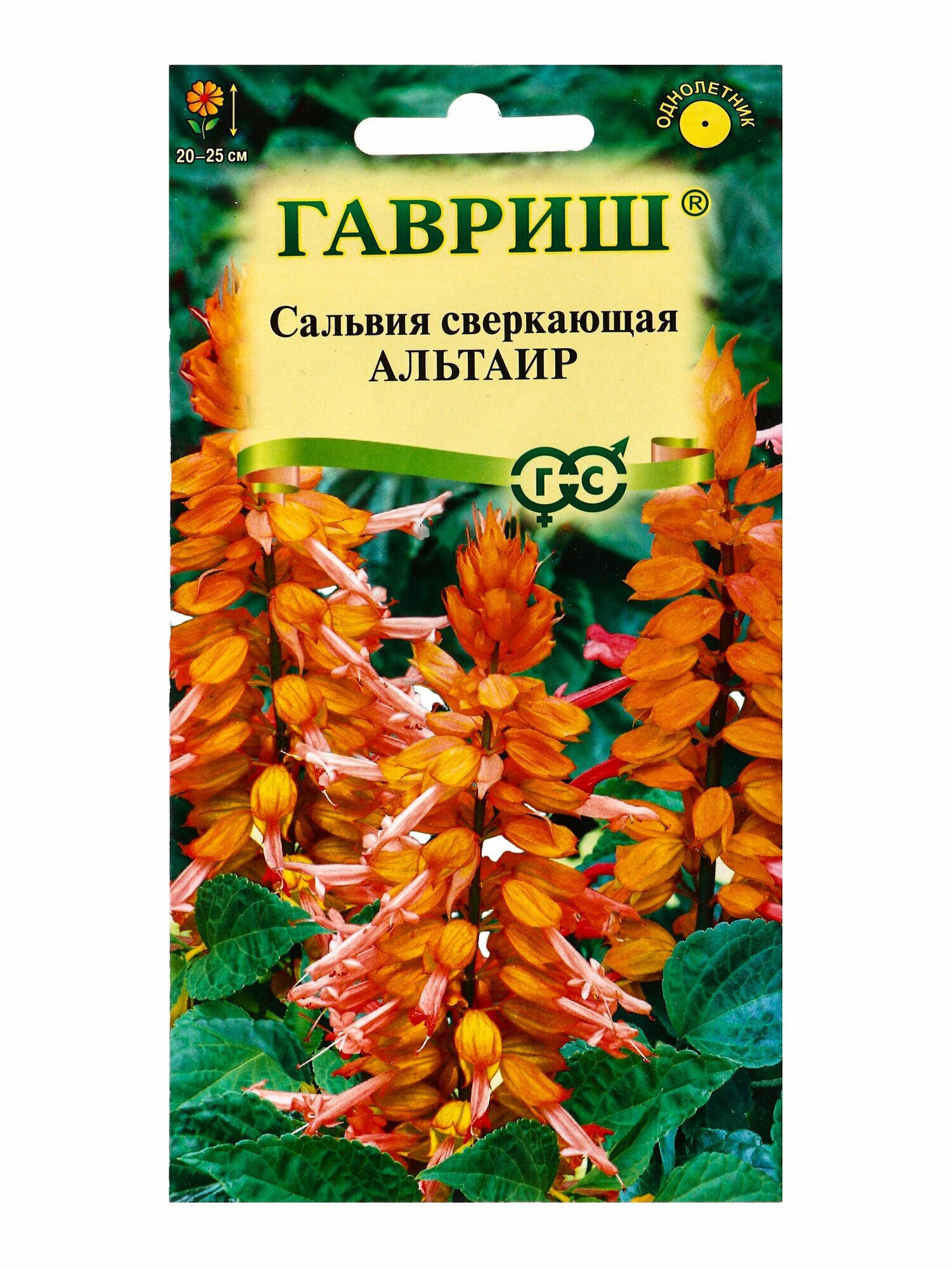 Семена цветов Сальвия сверкающая «Альтаир» карликовая 4 шт.