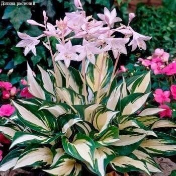 Хоста Фаер энд Айс (1 корневище в пакете с торфом), Нидерланды