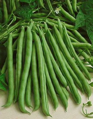 Семена фасоли Бона (овощная, спаржевая) 5 гр.