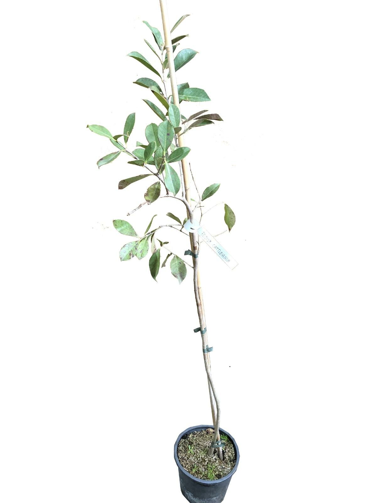 Земляничная гуава - Psidium cattleyanum D18 H100