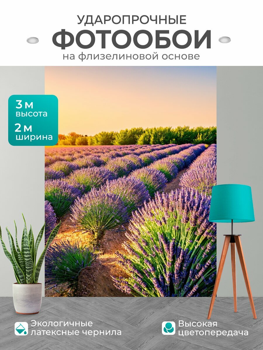 Фотообои моющиеся ударопрочные на кухню "В стиле прованс с изображением лавандовых полей на фоне заката" 200x300 см. флизелиновые на стену