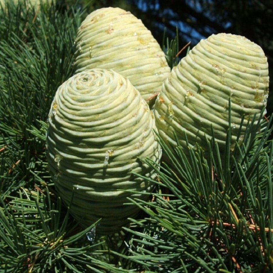 Семена Орешка Кедр гималайский Деодар 50 ШТ