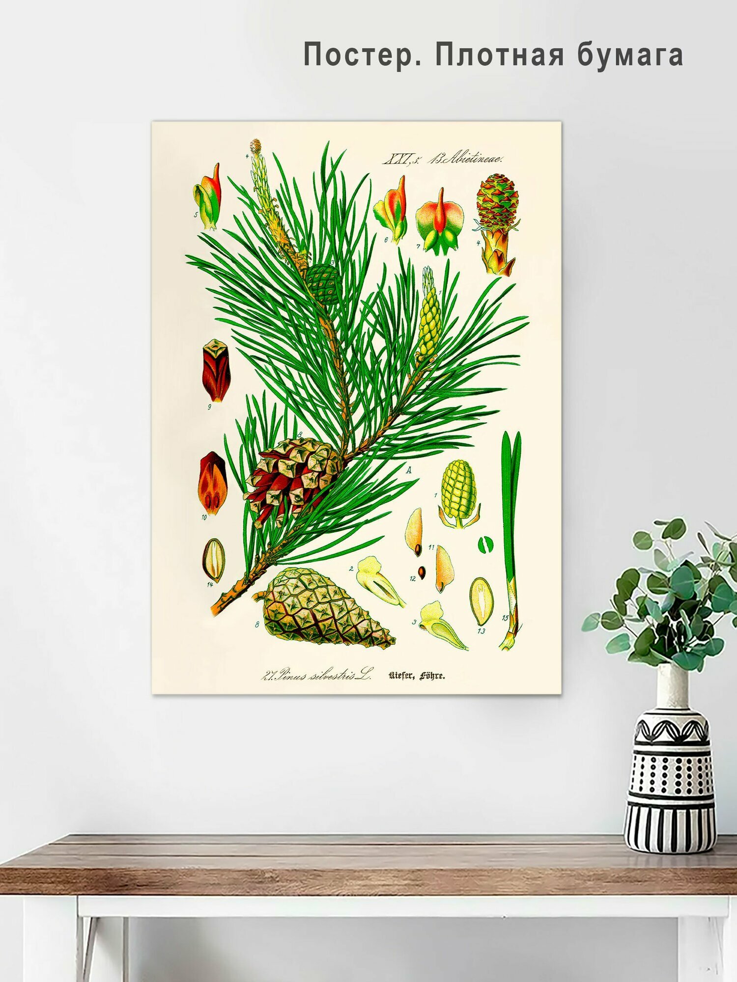 Постер, плакат Шишки 2 растения из иллюстраций 40х60см