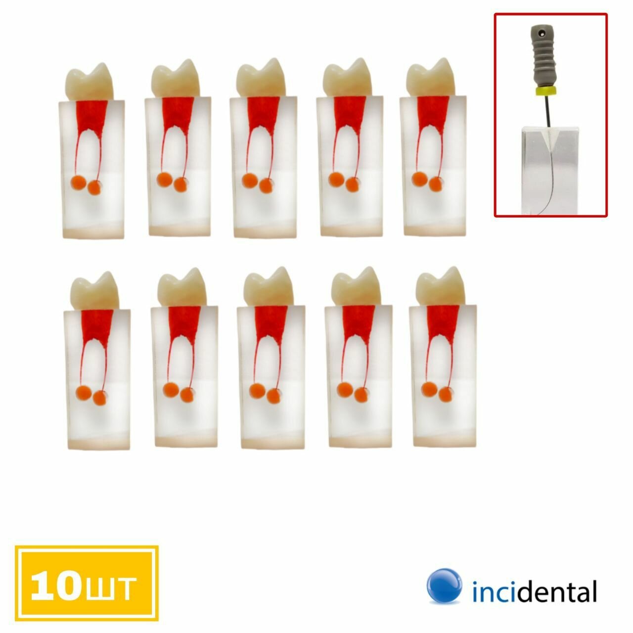 Эндоблок Incidental Дентальный канал с коронковой частью, ( 10 шт премоляр, два канала окрашен, в области апекса ) N5/21 Прозрачные блоки для обучения и закрепления эндодонтических навыков .